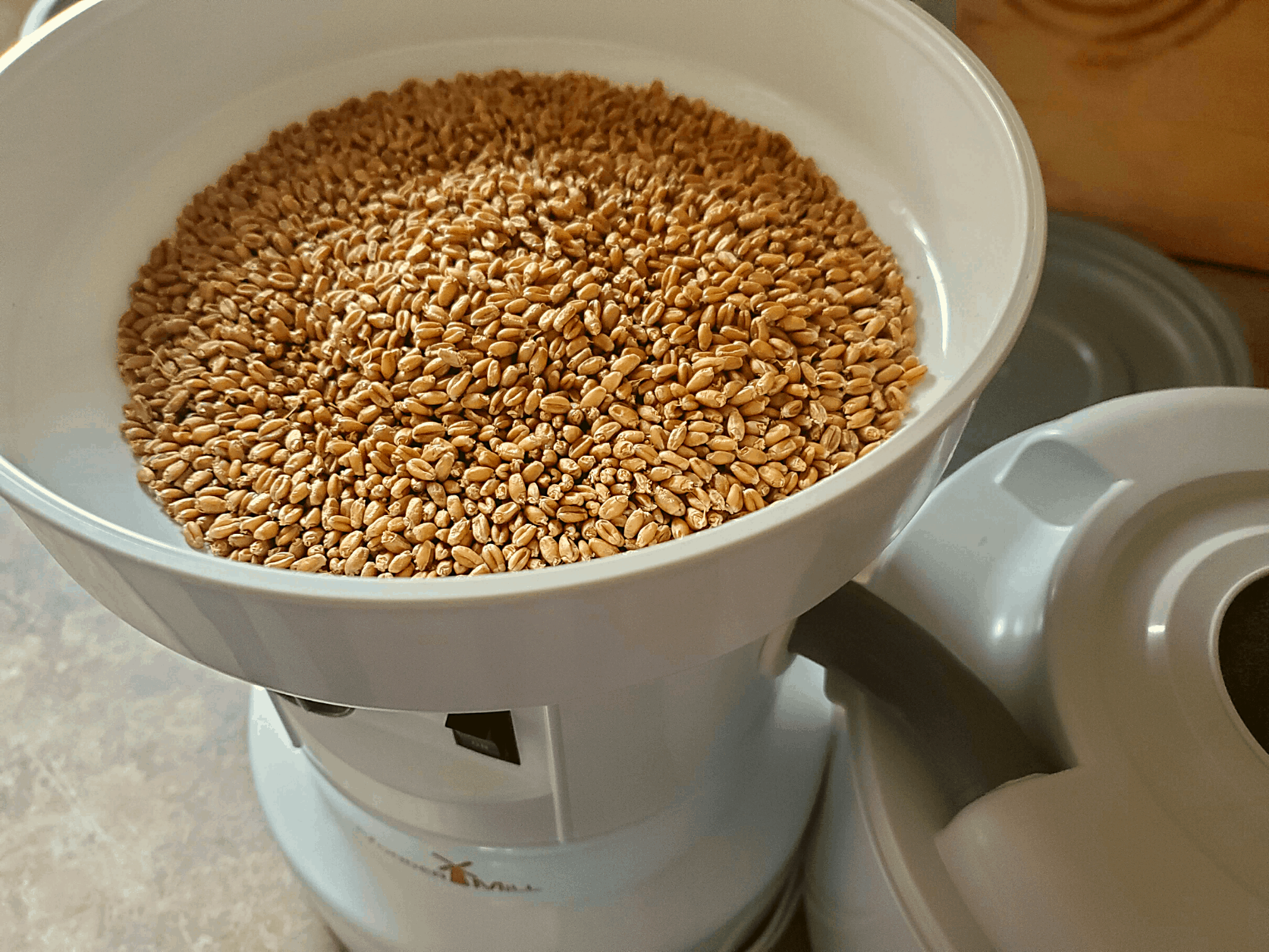 How to Sprout Wheat and Why It's Important! - The Home Intent