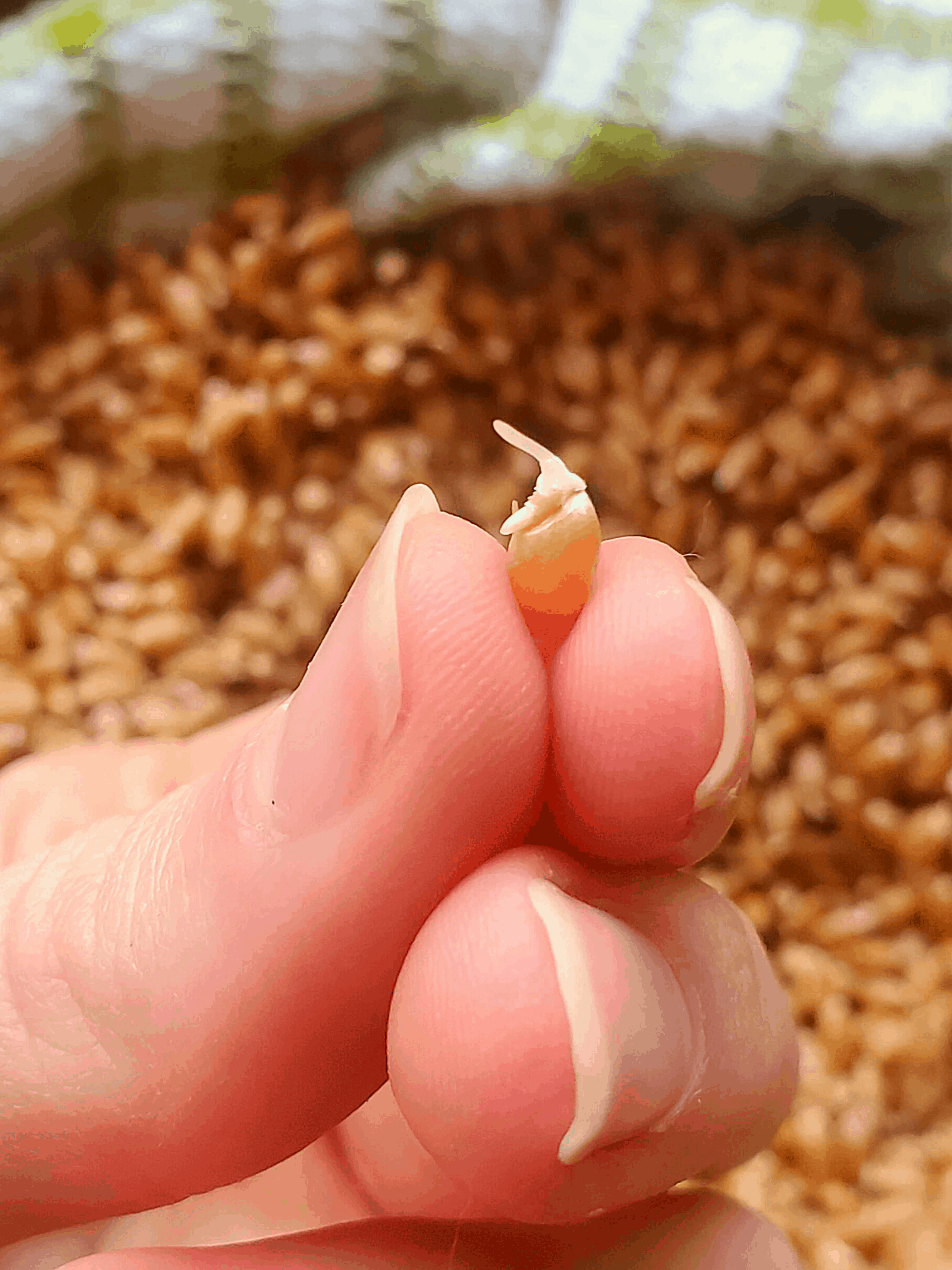 How to Sprout Wheat and Why It's Important! - The Home Intent
