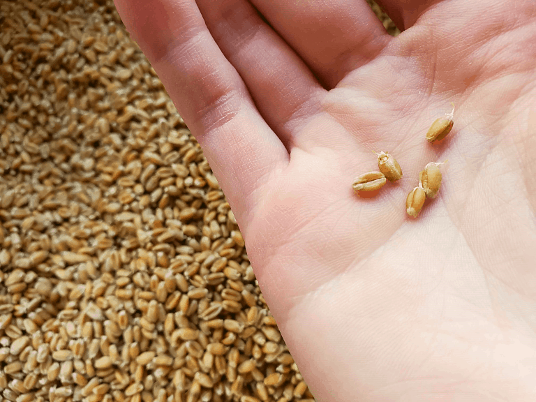 How to Sprout Wheat and Why It's Important! - The Home Intent